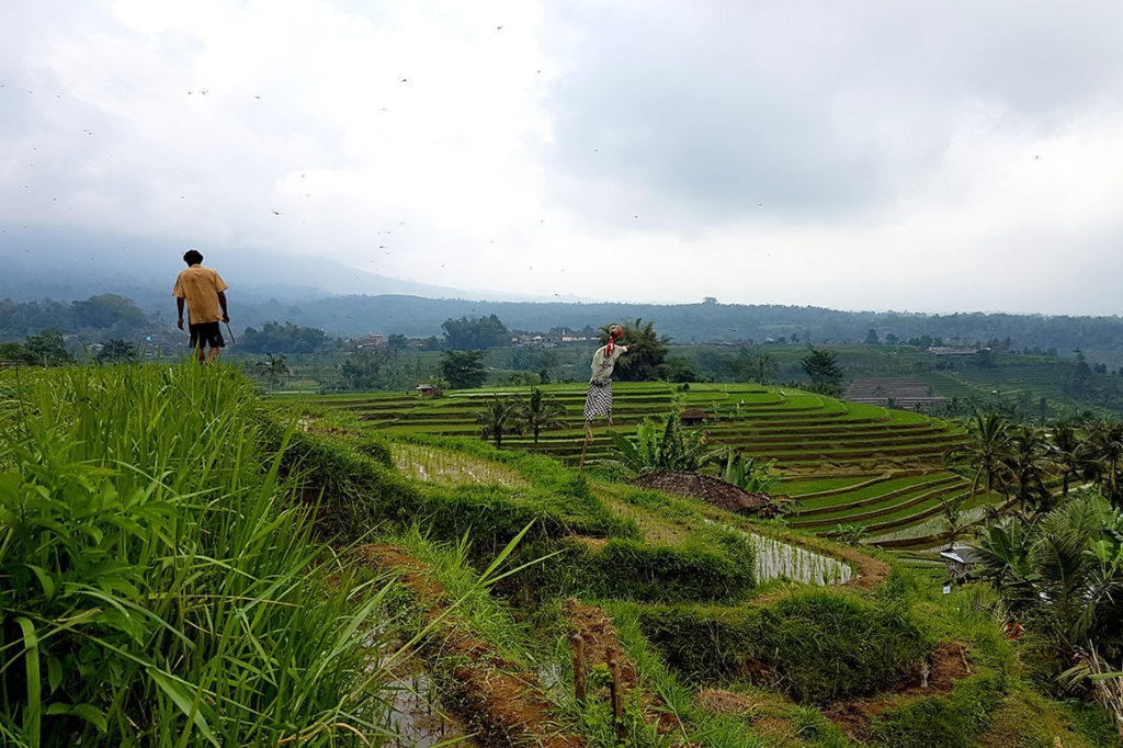 Onze bruiloft: Bali honeymoon #1 - My Simply Special